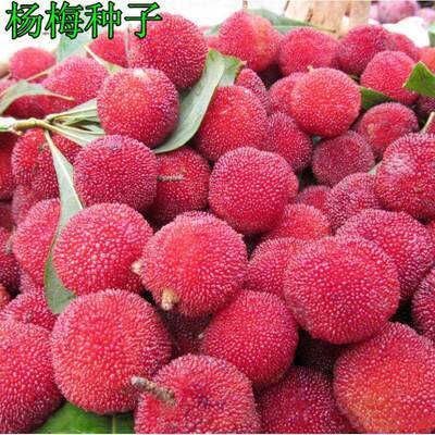 Newly picked Yangmei seeds, fruit tree seeds, Dongkui Yangm