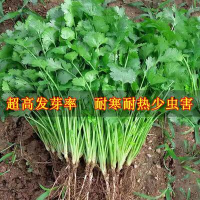 Farmhouse small leaf coriander seeds, potted vegetable seed