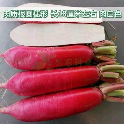 501 Water Carrot Seeds Farmland Vegetable Garden Crispy Red