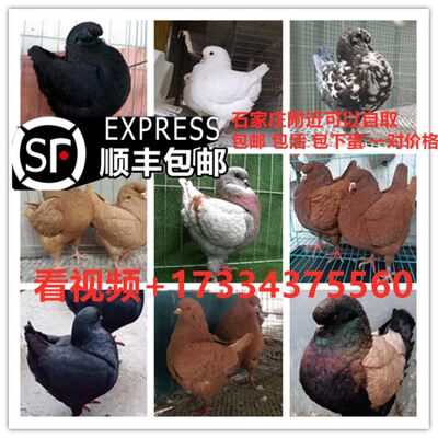 活体大体元宝鸽子纯种元宝鸽观赏鸽公斤肉鸽元宝种鸽成年二斤左右