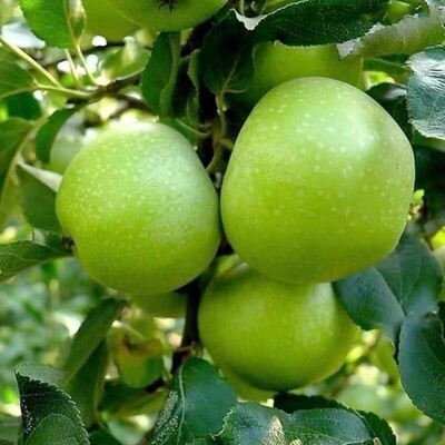 正宗澳洲青苹果树苗当年结