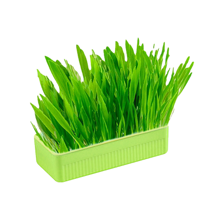 专用狗草宠物排毛球无土育苗