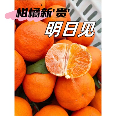 现采摘四川眉山明日见柑橘