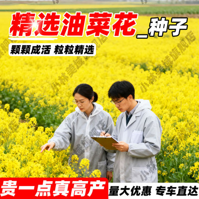 油菜花籽观赏榨油菜籽
