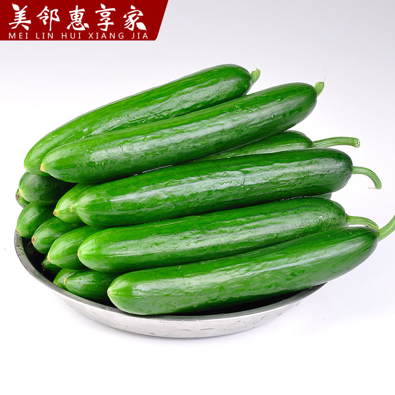 新鲜水果小黄瓜即食黄瓜无刺青嫩油瓜脆嫩爽口现摘现发产地直发