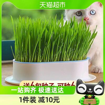猫草无土盆栽小麦种子育苗盘水培化毛草猫薄荷成猫幼猫零食麦草粒