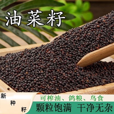 油菜花种子高产耐寒耐旱抗倒观赏食用高产早熟高出油多油菜花种籽