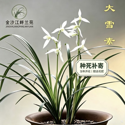 大雪素小雪素云南莲瓣兰名品兰花