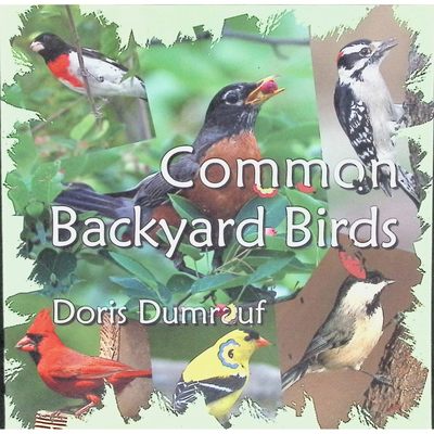 英文原版图书后院鸟类科普书