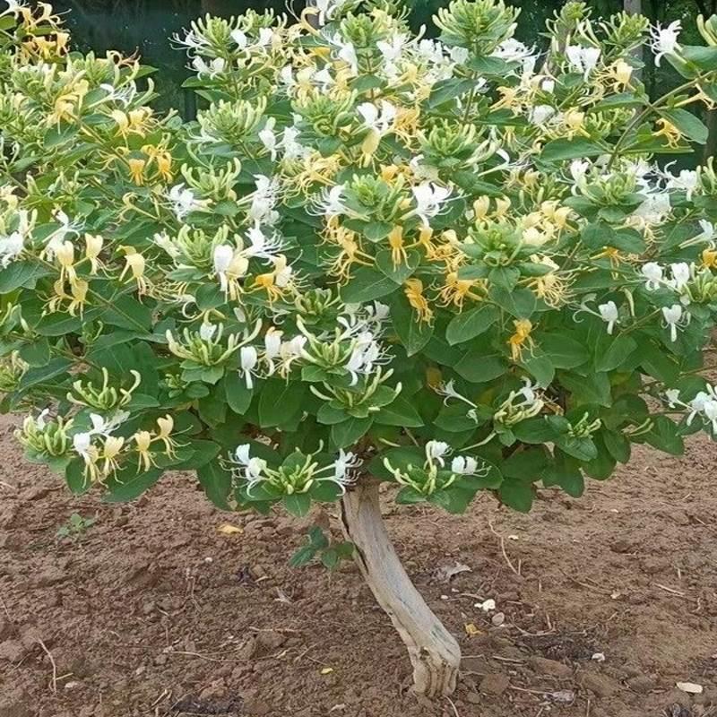 耐寒金银花老桩盆景黄白花品种能爬藤可泡茶庭院大盆栽金银花树苗