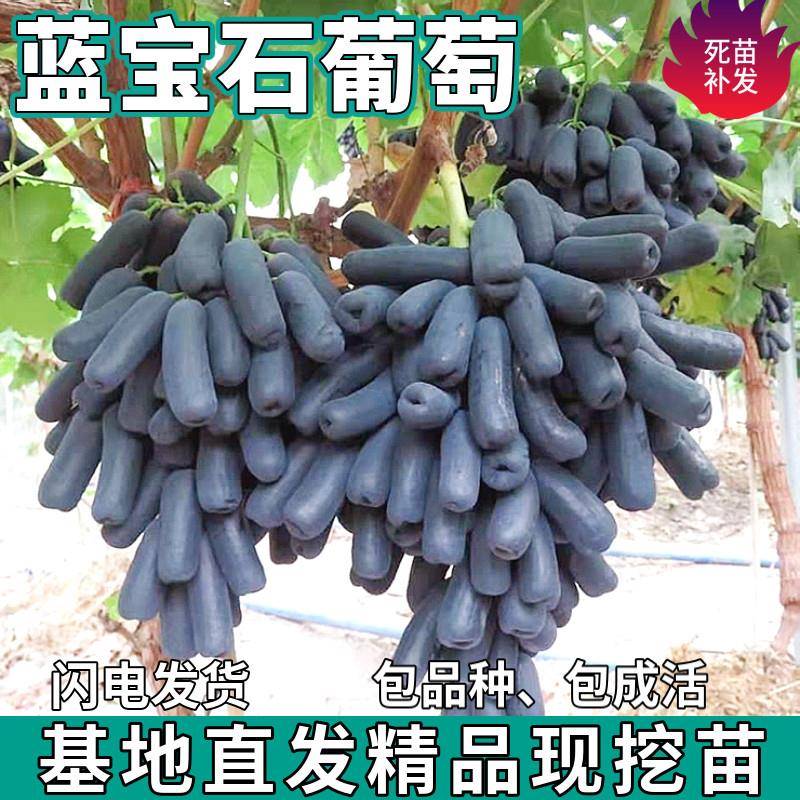 蓝宝石葡萄树曲庭院盆栽地栽无籽爬藤嫁接树苗南北方种植当年结果