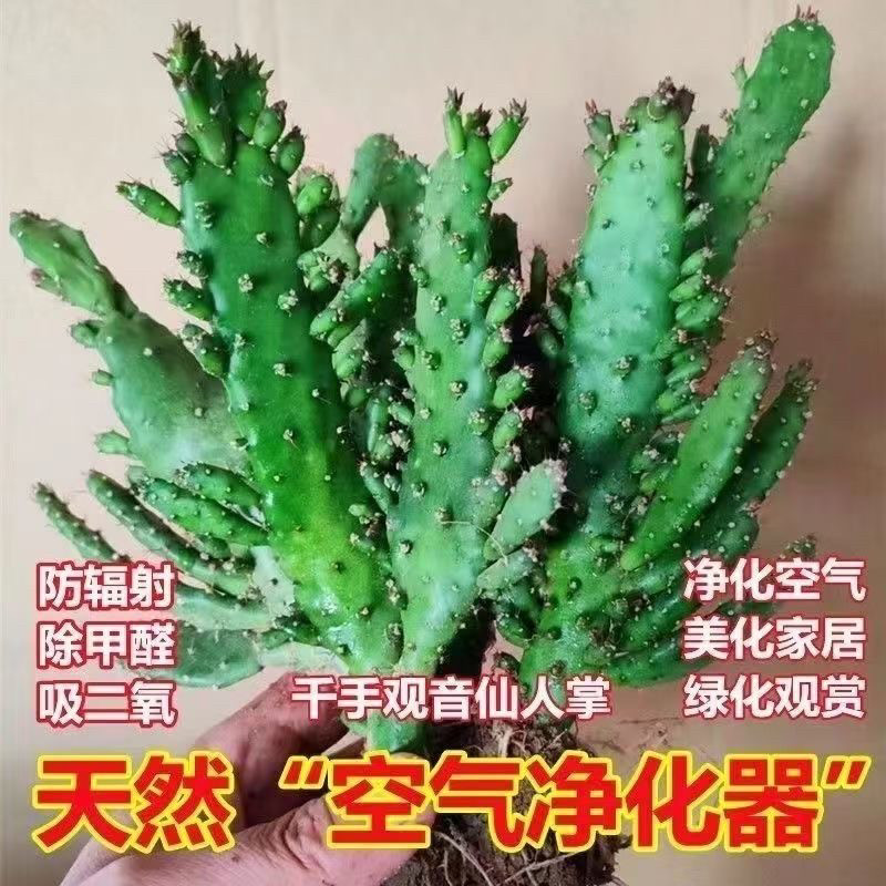 千手观音盆栽植物室内阳台绿植花卉防辐射仙人掌类多肉植物类