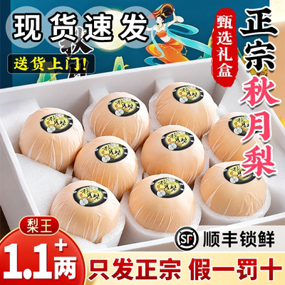 【1.1斤+梨王礼盒】秋月梨