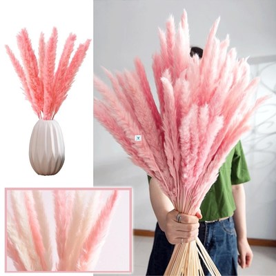15 Pcs Natural Dried Small Pampas Grass Phragmites