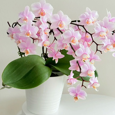 【槟榔西施】带香味蝴蝶兰 基地直发 四季鲜花好养