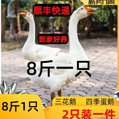 成年6斤大白鹅二斤鹅活体狮头鹅三花鹅大白鹅四季蛋鹅下蛋鹅活鹅