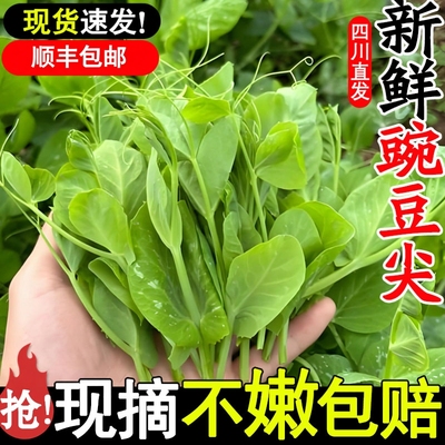 四川现摘嫩叶农家种植顺丰包邮