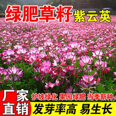 绿肥草籽四季高产牧草种子