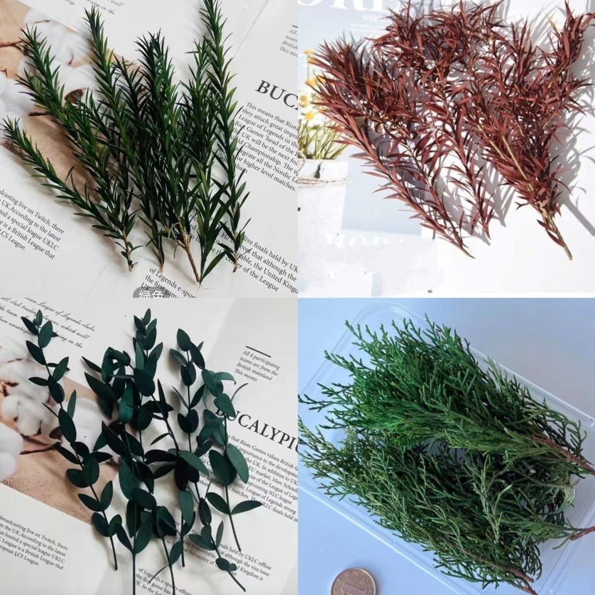 永生千层金松柏尤加利叶香薰滴胶蒲团干花真花叶子树枝配材装饰