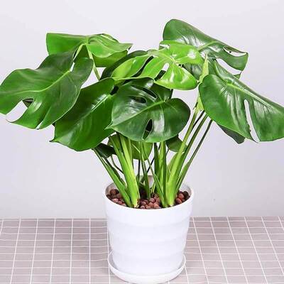 monstera lare potted reen plant indoor purification