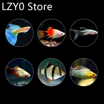 250ml Ornamental Cichlid Pellets Goldfish Carp Guppies Tropi