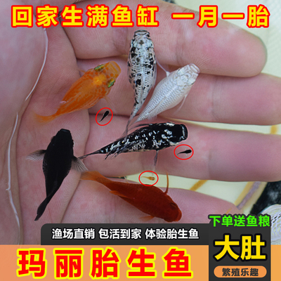 玛丽球鱼易存活淡水鱼观赏鱼直接下小鱼大肚怀孕鱼米奇鱼热带鱼