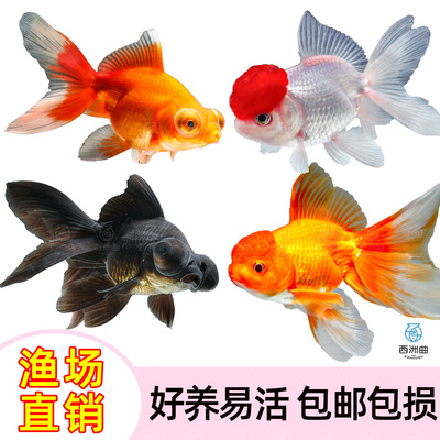 金鱼活体观赏鱼小型冷水鱼好养耐活淡水宠物鱼不加温红顶红狮鱼苗