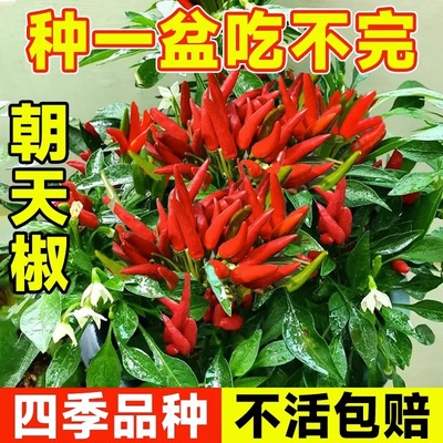 辣椒种子四季五彩朝天小米辣椒种籽超辣青椒盆栽阳台蔬菜种孑菜籽