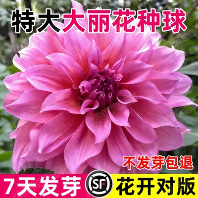 【特大种球】四季开花大丽花种球