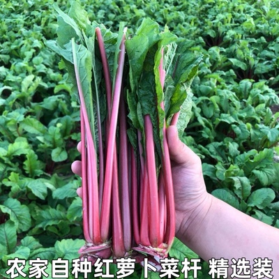 萝卜缨子新鲜农家菜萝卜杆红皮萝卜梗子萝卜菜泡酸菜萝卜杆嫩萝卜