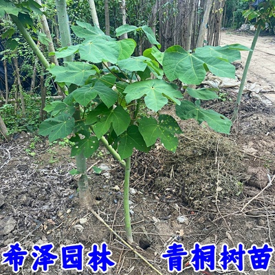 希泽园林青桐树苗绿化树苗