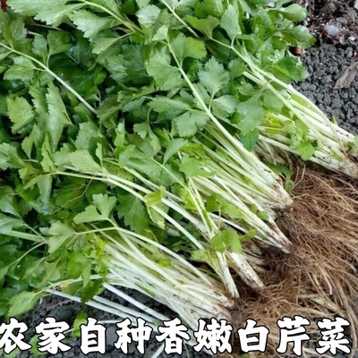 湖北农村新鲜蔬菜鲜嫩白芹菜小香芹自种农家菜现摘现发包邮