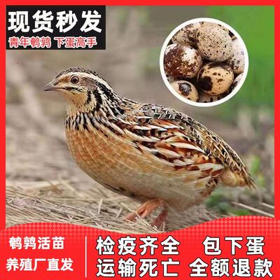 鹌鹑活苗天天下蛋青年鹌鹑鸟黄沙维家庭阳台小宠物白羽鹌鹑公活物