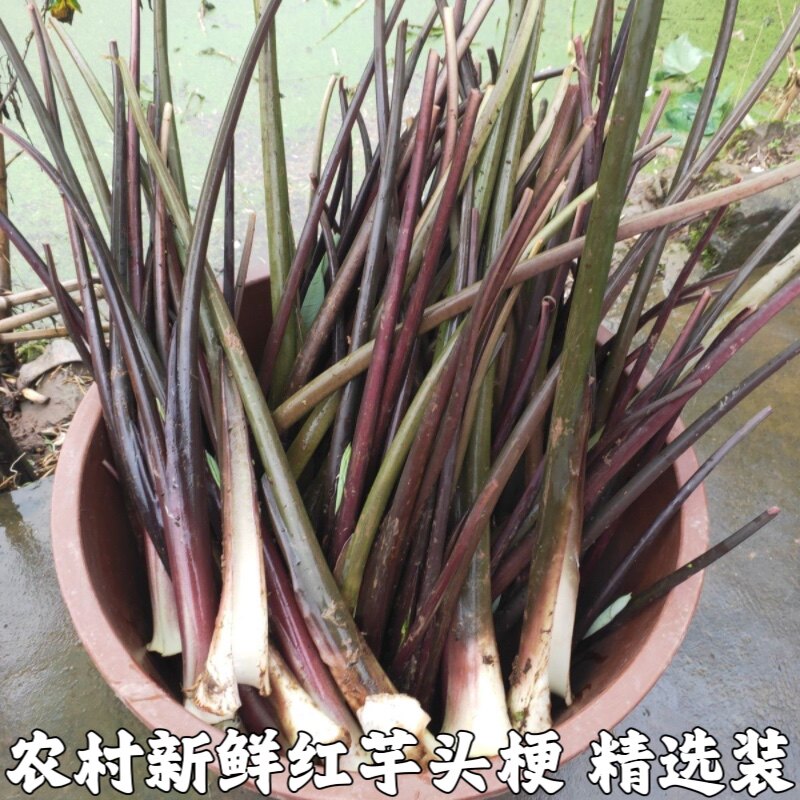 湖北特产农村新鲜紫色芋头梗 芋头茎酸辣芋荷梗 红芋荷梗干5斤