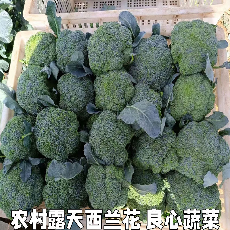 农家自种西蓝花农家现摘新鲜西兰花青花菜绿花菜青椰菜新鲜蔬菜