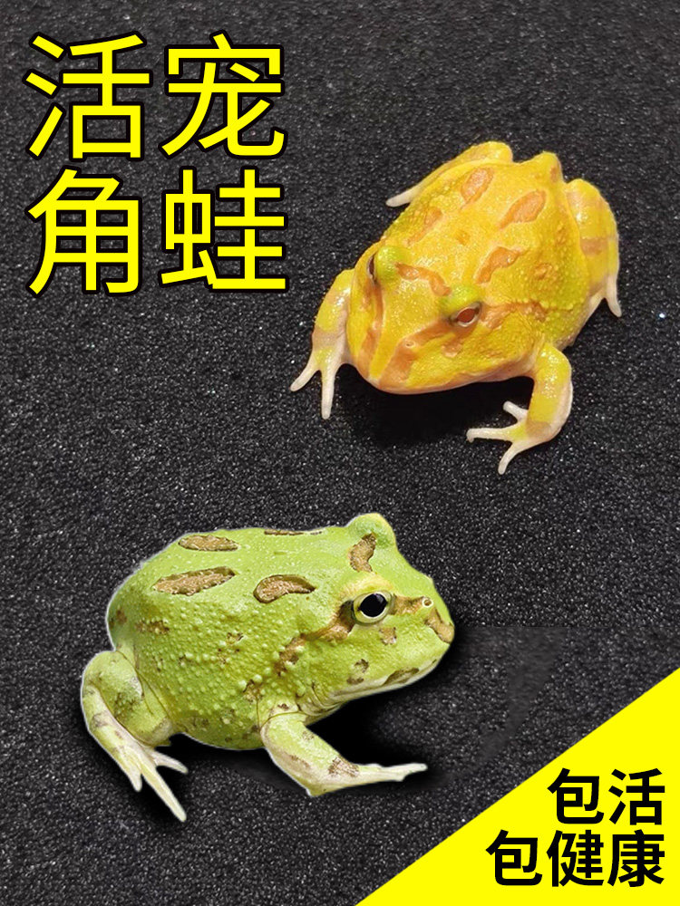 角蛙活体宠物青蛙绿角蛙蝌蚪黄金角蛙活物蝴蝶角蛙活体包活
