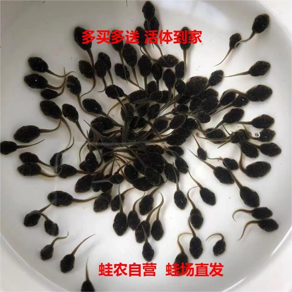牛蛙蝌蚪活体牛蛙苗蛙场直发蛙农自营青蛙田鸡买一送一送饲料