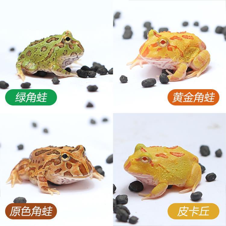 黄金绿角蛙活体角蛙皇上爬宠两栖宠物蛙小丑蛙草莓南瓜比卡丘活物