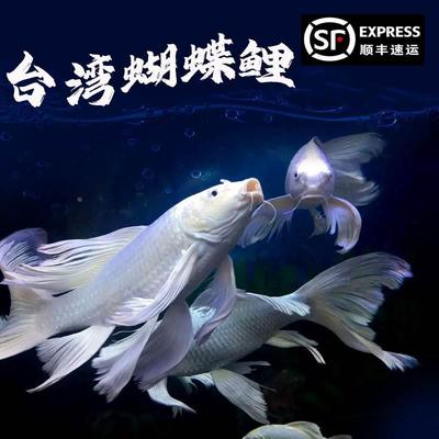 台湾纯种蝴蝶鲤冷水观赏鱼招财短身球体金鱼鱼苗好养锦鲤大鳍大尾