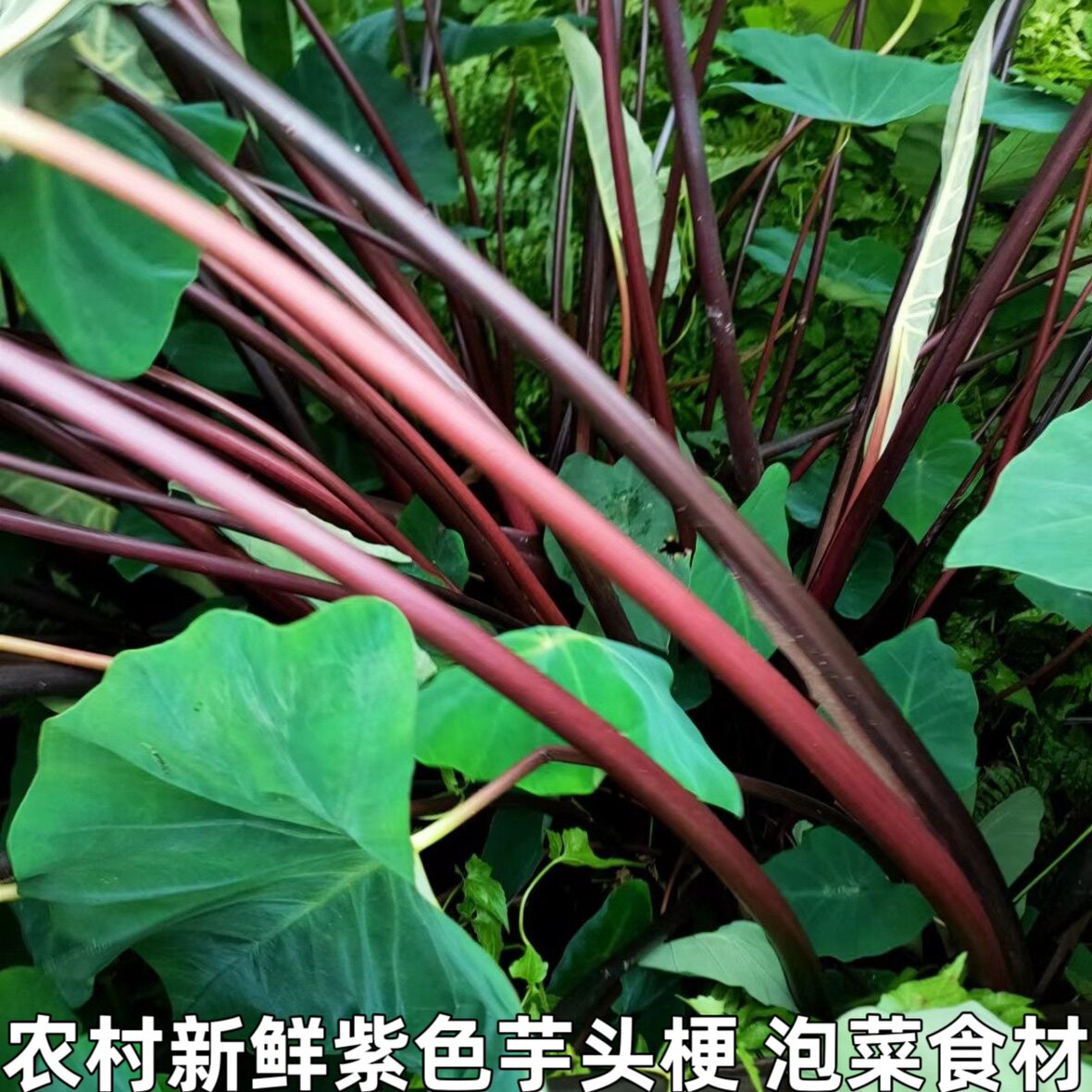 湖北特产农村新鲜紫色芋头梗 芋头茎酸辣芋荷梗 红芋荷梗干包邮