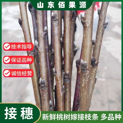 新品种鲜活桃树嫁接枝条油桃水蜜桃黄桃蟠桃冬桃树苗码子芽点现剪