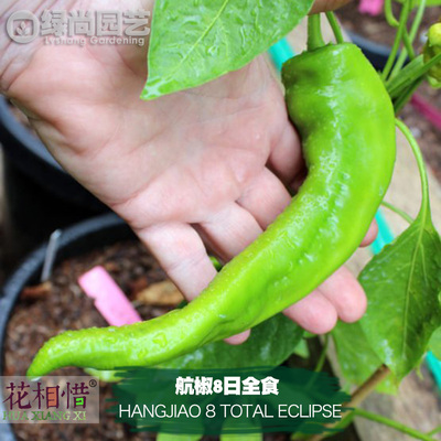 航椒8号日全食辣椒种子进口中辣四季阳台盆栽蔬菜种籽瓜果辣椒苗