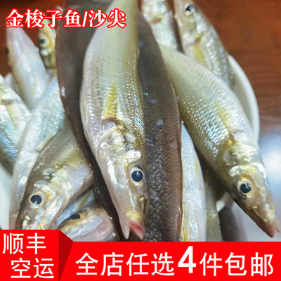 海捕本港沙尖鱼福建新鲜金梭子鱼