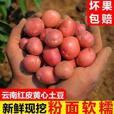 云南红皮黄心农家自种迷你小土豆高山马铃薯新鲜蔬菜洋芋包邮