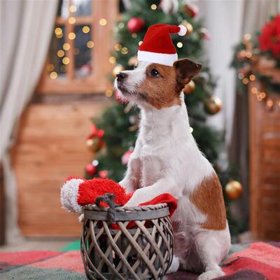 Pet Cat Dog Christmas Hat Puppy Dog Accessories For Small D