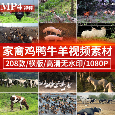 家畜家禽类养殖耕牛奶牛羊公鸡母鸡鸭鹅猪牛群猪圈养猪场视频素材