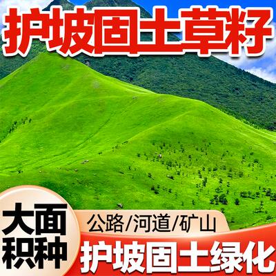 护坡固土耐寒耐旱多年生草坪种子