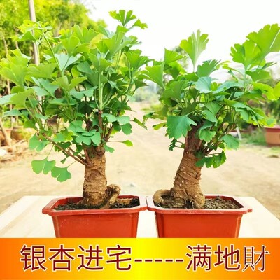 金叶银杏树遮阳苗木风景植物行道绿化耐寒银杏大室外正宗庭院