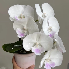 蝴蝶兰【月光宝盒】2.8寸杯  不带花剑