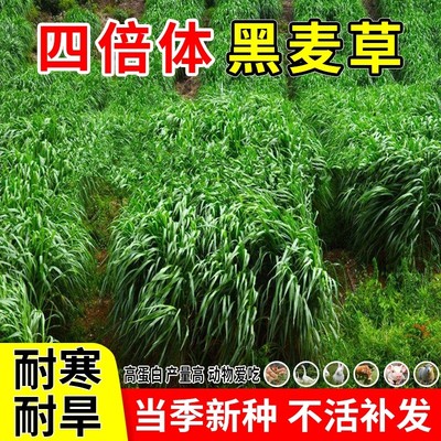 黑麦草籽多年生四季养殖牧